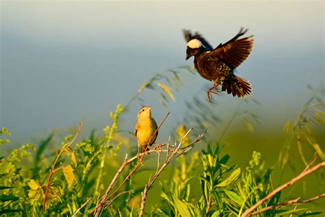 The Bobolink Project Audubon Vermont The Bobolink Project Audubon Vermont