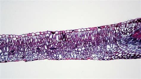 Mesophyte Leaf Cross Section Magnification 100x Berkshire… Flickr