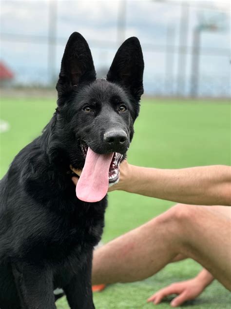 ულამაზესი ბიჭი რიჩი ️ ️ ️ დღეს ძალიან აქტიური გაკვეთილი და თამაშები ქონდა 😏😂🫣 კინოლოგიური