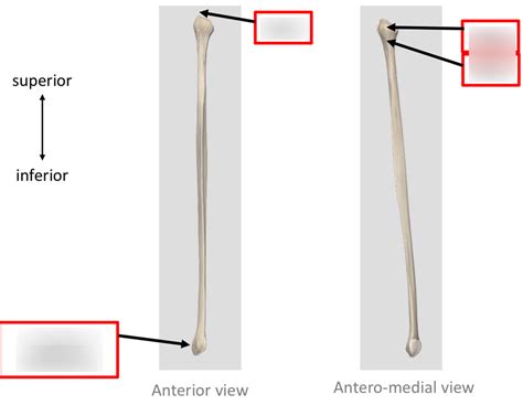 Fibula Diagram Quizlet