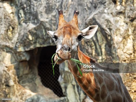 기린 먹는 잔디 고립 된 자연 배경의 재미 있은 얼굴 클로즈업 갈색에 대한 스톡 사진 및 기타 이미지 갈색 기린 기민 Istock
