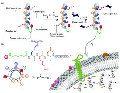 peptide structure and membrane transport a the peptide segregated