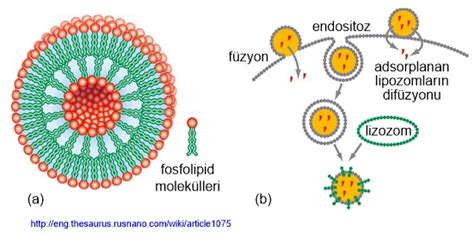 Prof Dr Bilsen Beşergil Lipozom Liposome