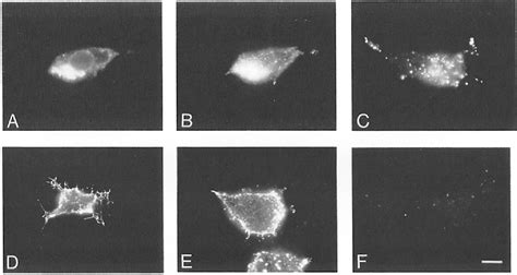 Figure 7 From The Pathway And Targeting Signal For Delivery Of The