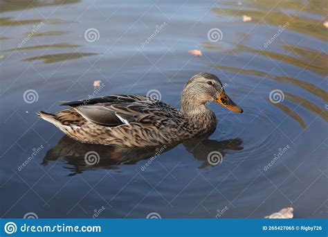 The Lazy Duck Stock Image Image Of Walk Waterfowl 265427065