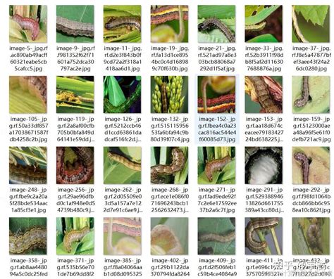 玉米病虫害检测数据集 10000张 玉米病虫害 voc yolo 知乎