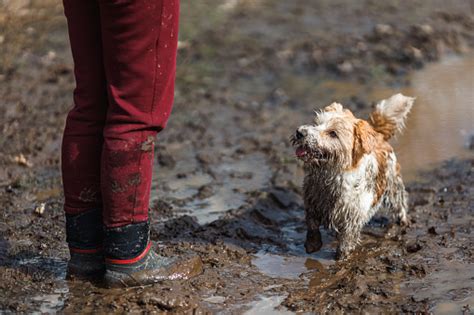 웅덩이에 개 더러운 잭 러셀 테리어 강아지가 소녀 앞 도로의 흙에 서 있습니다 봄비 후 젖은 땅 가을에 대한 스톡 사진 및 기타 이미지 Istock