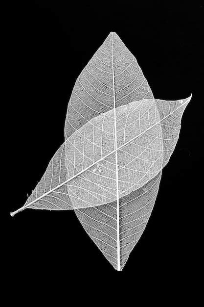 Premium Photo Skeleton Of Leaf On Black Background