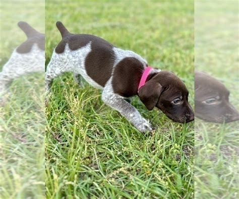 German Shorthair Pointer Earthly Puppies Home