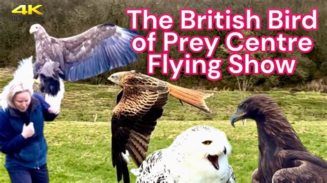 Flying Show At The British Bird Of Prey Centre Carmarthen Birds