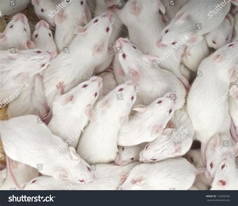 510 Lab Mouse Model Images Stock Photos Vectors Shutterstock