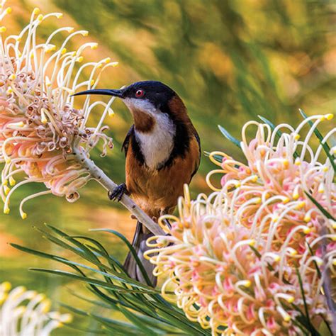 Growing Kangaroo Paws Abc Gardening Australia Magazine Growing Kangaroo Paws Abc Gardening Australia Magazine