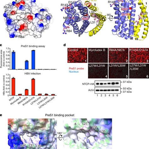 Structural Basis Of Ntcp Recognition By Fab Yn69083 A Orthogonal Views