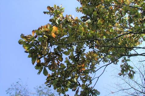 플가 갈참나무 Quercus Aliena