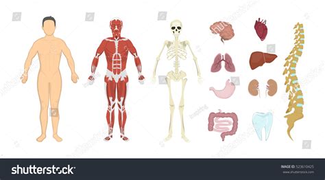 Whole Human Anatomy All Human Body Stock Illustration 523610425