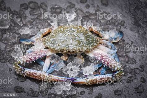 얼음에 해산물 게 신선한 생 블루 수영 게 바다 미식가 레스토랑에서 어두운 배경에 얼음 0명에 대한 스톡 사진 및 기타 이미지