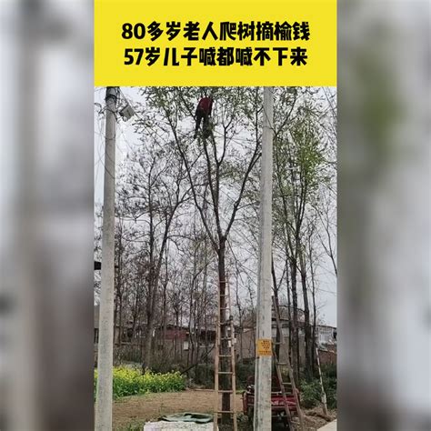 80多岁老娘爬高树摘榆钱，儿子喊都喊不下来，网友我羡慕了 知乎