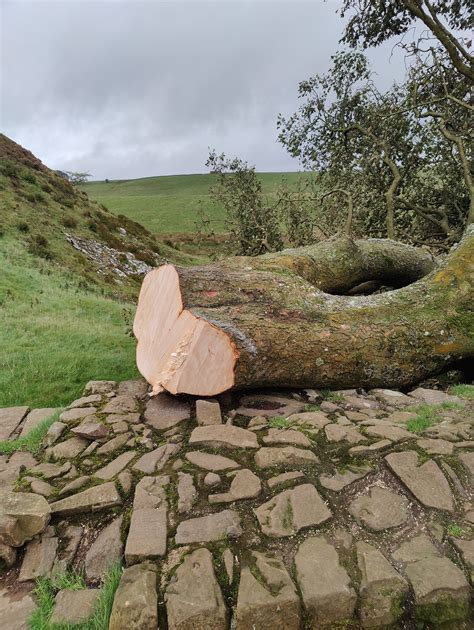 Year Old Sycamore Gap Tree Cut Down By Vandals Tree Weaver