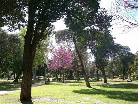 Verdeysol La Primavera Del Lapacho
