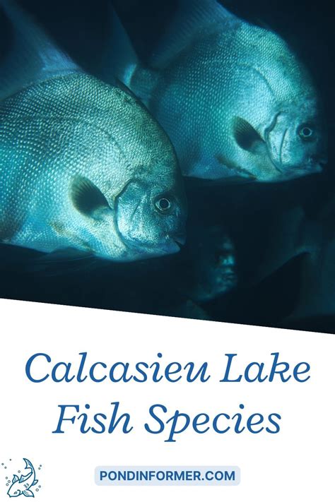 List Of Fish Species In Calcasieu Lake 2023 Updated Artofit