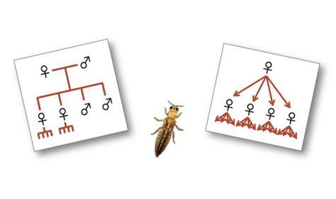 Having More Females Makes Maintaining Males Cheaper Asian Scientist Magazine