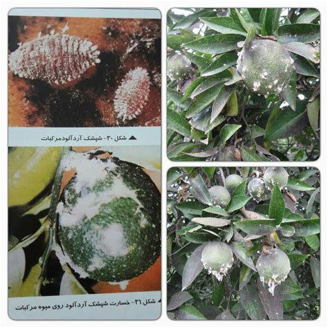 شپشک آردآلود مرکبات Pseudococcus Citri شرکت دامون کشت