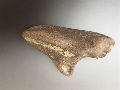 Diplodocus Fossil Foot Bone Found On Thames Foreshore