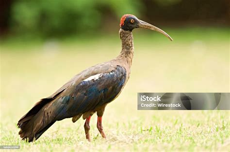 울창한 풀이 무성한 초원의 나뭇가지 꼭대기에 자리 잡은 우아한 흰색 이비스 깃털에 대한 스톡 사진 및 기타 이미지 깃털 나무 나뭇가지 Istock