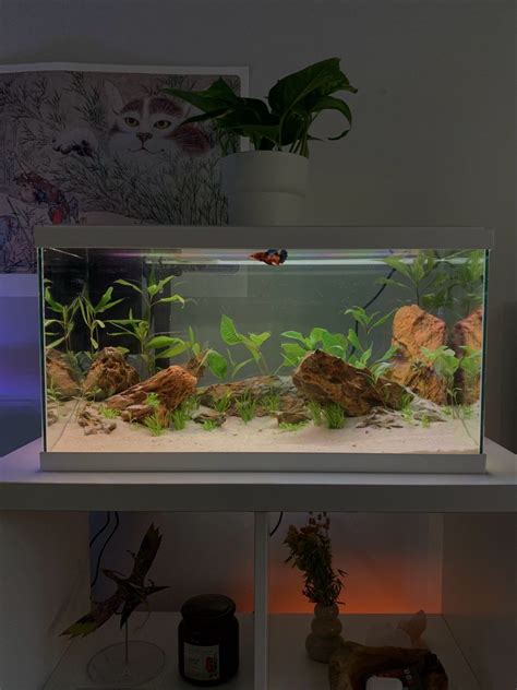 Neon Tetra Size
