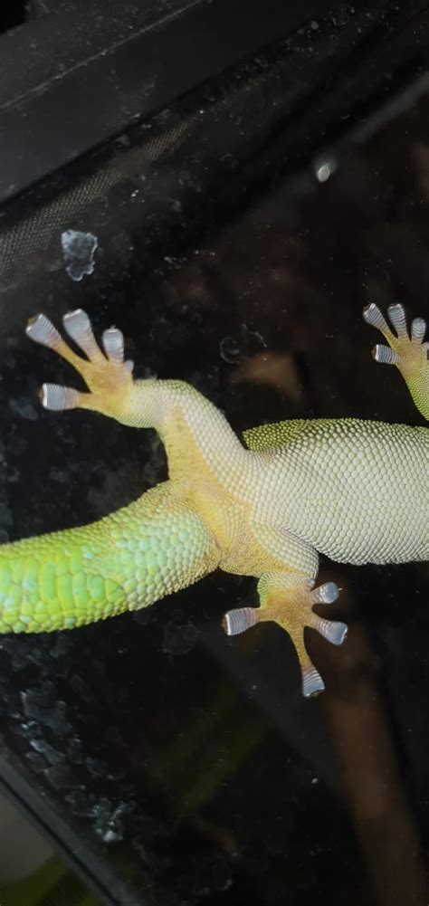 Day Gecko Sex R Geckos