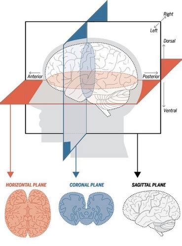 PSYC DEEPER KNOWLEDGE Flashcards Quizlet PSYC DEEPER KNOWLEDGE Flashcards Quizlet