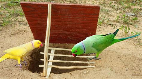 Creative Deep Hole Parrot Bird Trap Make From Board Wood Catch Parrot How To Catching