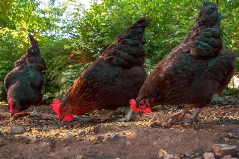 Black Australorp Chicken Breed Profile And Pictures