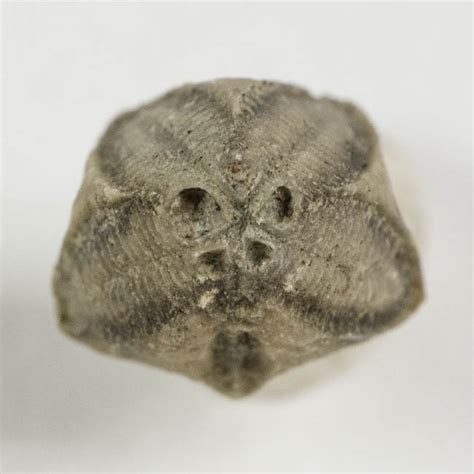 Pathologic Blastoid Pentremites Pyriformis The Natural Canvas