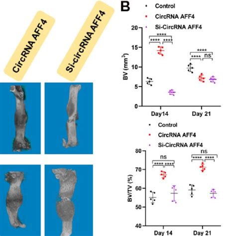 CircRNA AFF4 Functioned In MC3T3 E1 Cells A CircRNA AFF4 Levels Download Scientific Diagram