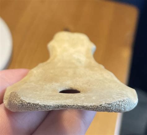 Weird Bone Thing Found On Beach Rfossilid