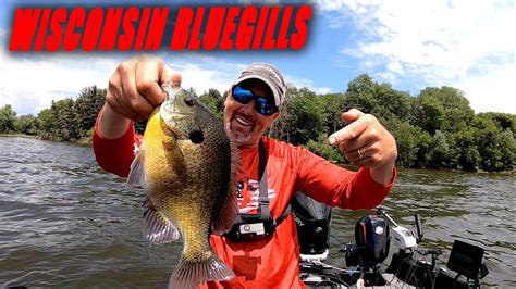 Huge Bluegills Public Fishing Youtube