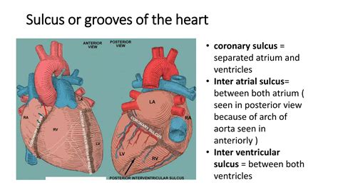 Anatomy Of Heart Pptx