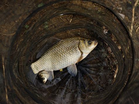 Яка річкова риба найкорисніша джерело вітамінів
