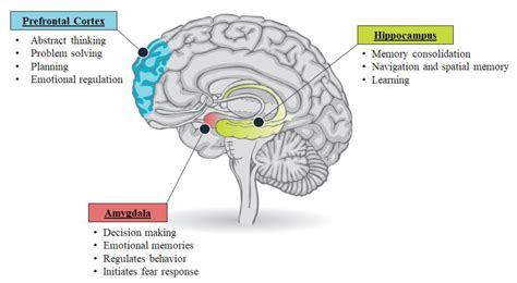 Amygdala And Hippocampus And Prefrontal Cortex