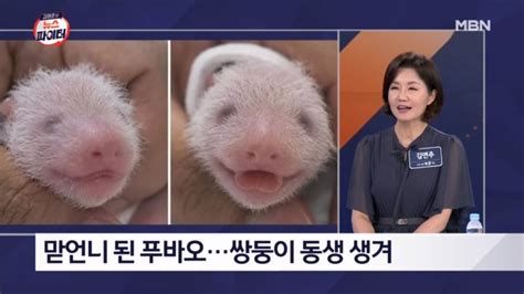김명준의 뉴스파이터 푸바오 언니 됐다…아이바오 쌍둥이 새끼 판다 출산