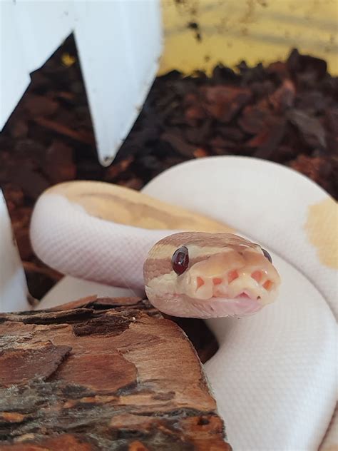 Cute Ball Python With Hat