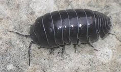 10 Interesting Pill Bug Facts My Interesting Facts