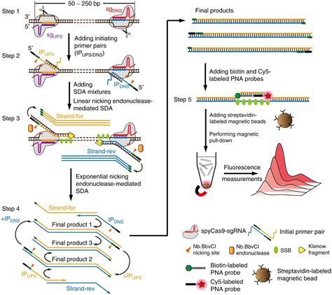 Frontiers Combination Of Nucleic Acid Amplification And Crisprcas Technology In Pathogen