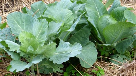 Consider Variables When Determining Spacing Between Plants Tending My