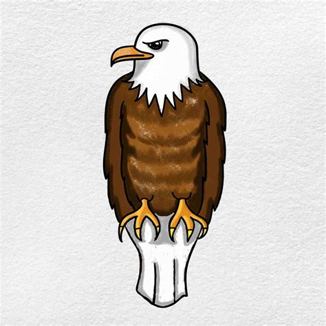 How To Draw A Bald Eagle