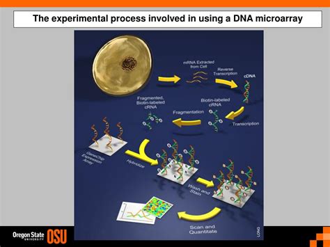 Ppt Microarray Data Analysis A Brief Overview Powerpoint