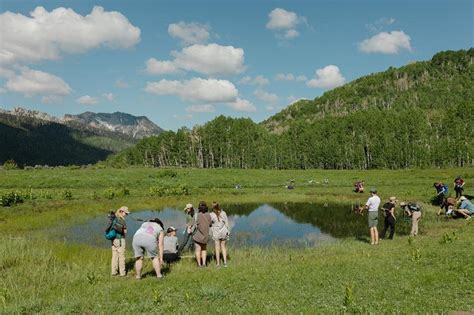 Western Boreal Toad Project — Sageland Collaborative