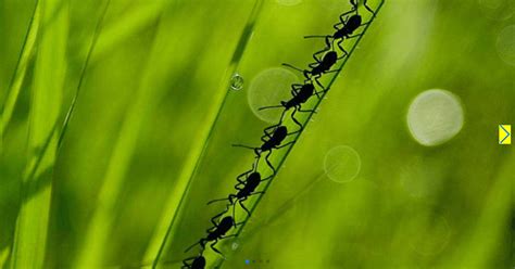 Swiper Autoplay React Forked Codesandbox