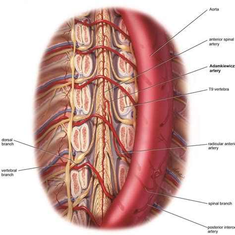 Three Types Of Aortic Arch Aortic Arch Can Be Divided Into Three Types